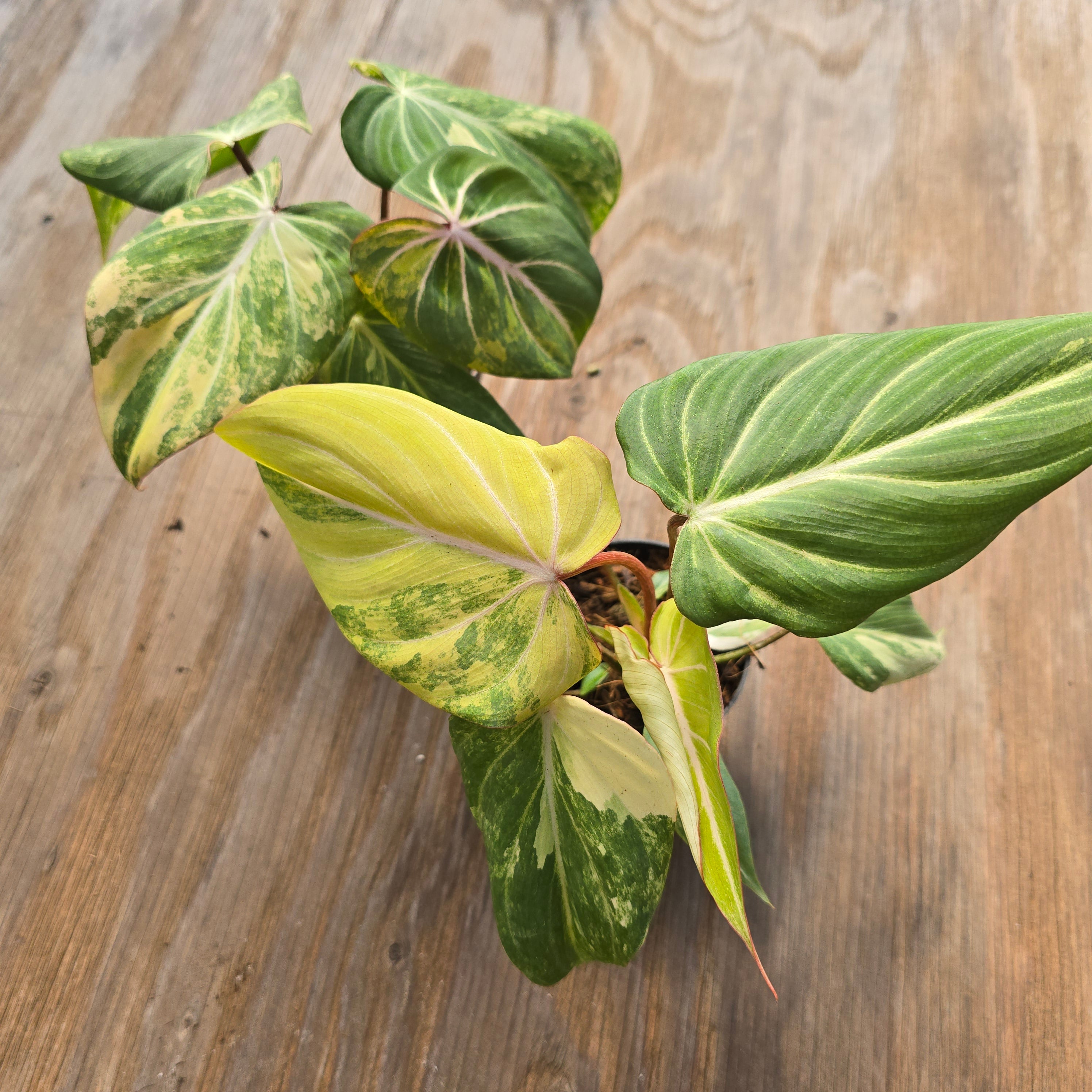 Philodendron Gloriosum Variegated [TYPE-2] – PlantMadness