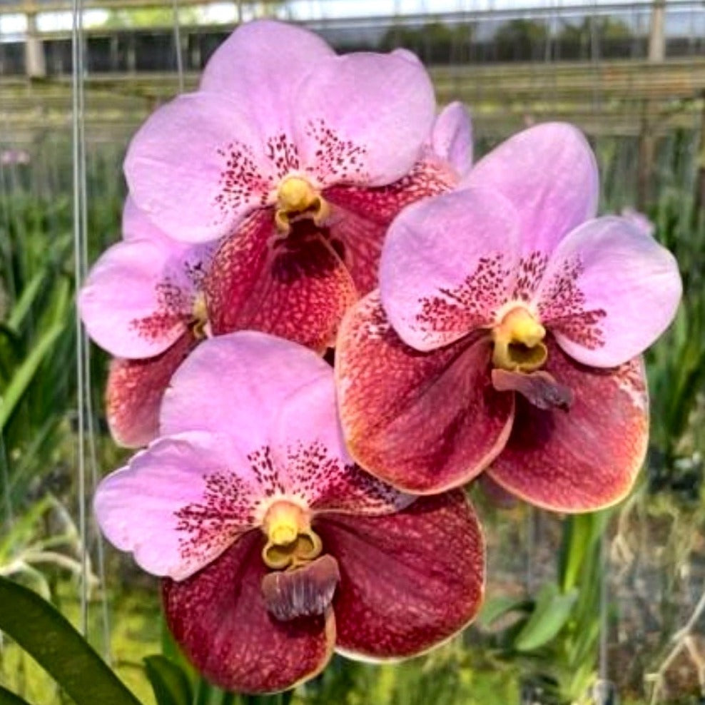 Vanda Vanda Taveesuksa – PlantMadness